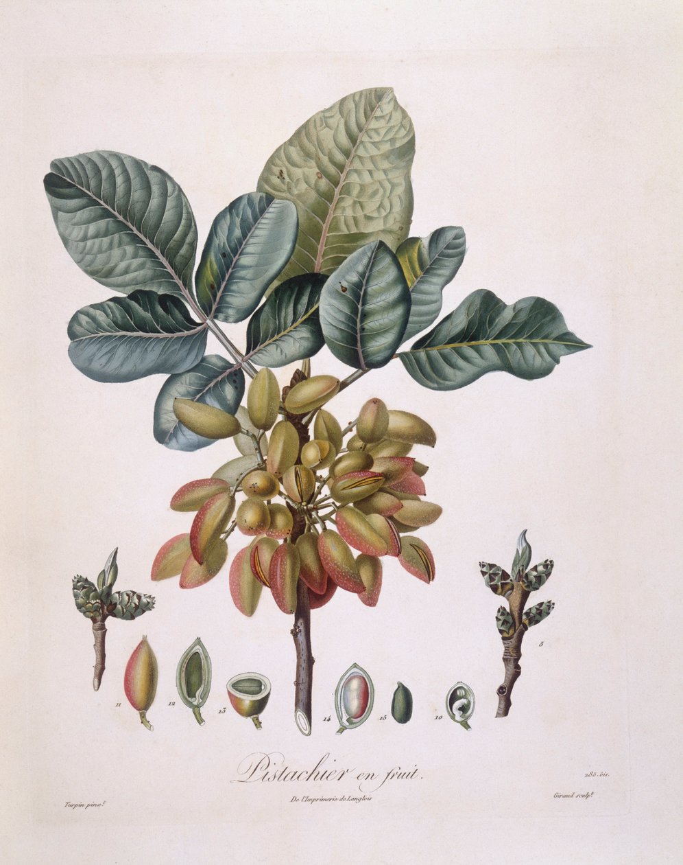 Pistachio (Pistacia vera), botanical plate by Pierre Jean Francois Turpin