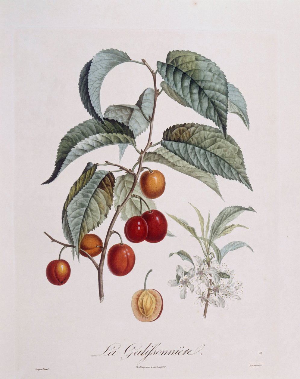 Plum 'La Galifsonniere', botanical plate by Pierre Jean Francois Turpin