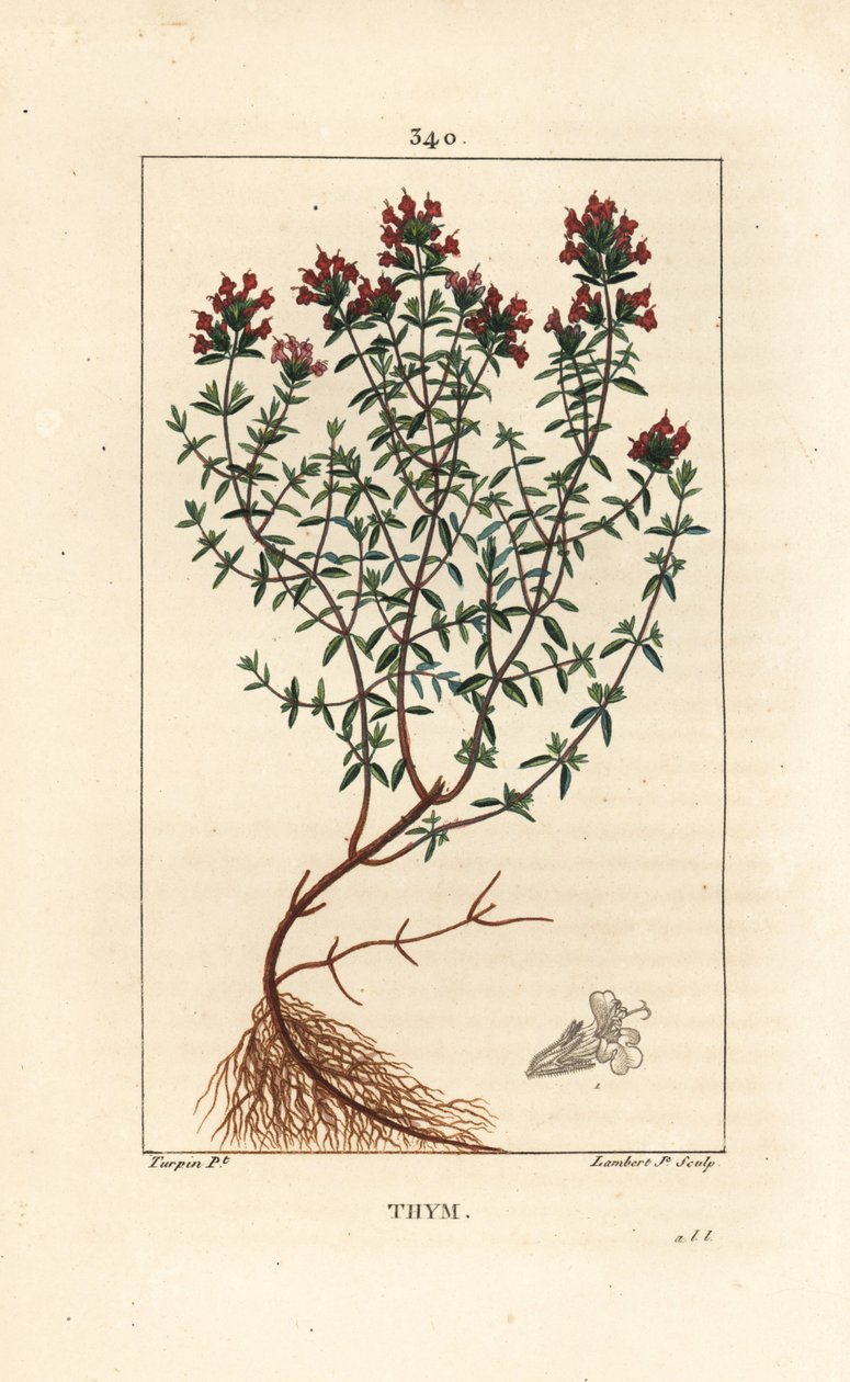 Thyme, Thymus Vulgaris by Pierre Jean Francois Turpin