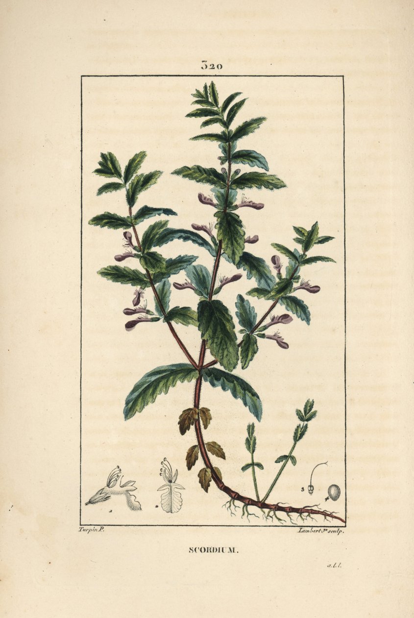 Water germandree - Water germander, Teucrium scordium, showing flower ...