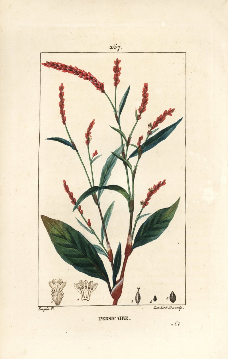 Water-Pepper, Persicaria hydropiper, with Flower, Stalk and Leaf