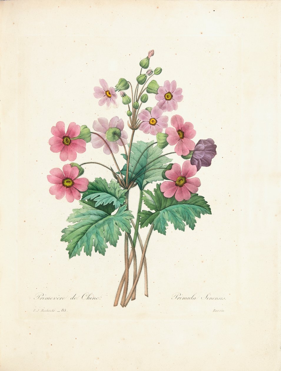Chinese Primrose, Engraved by Bessin, from 'Choix des Plus Belles ...
