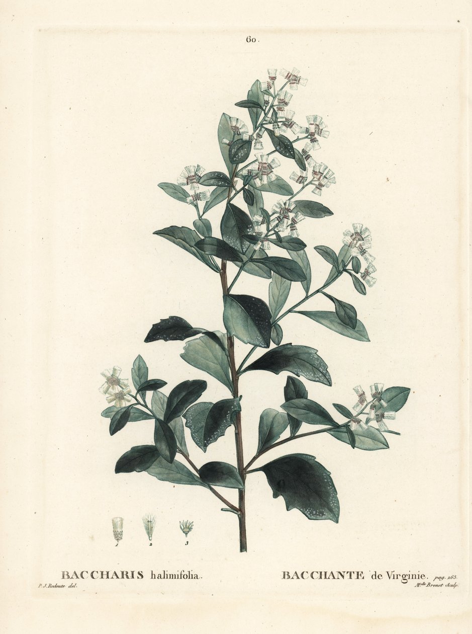 Eastern Baccharis, Groundsel Bush, Sea Myrtle or Saltbush, Baccharis ...