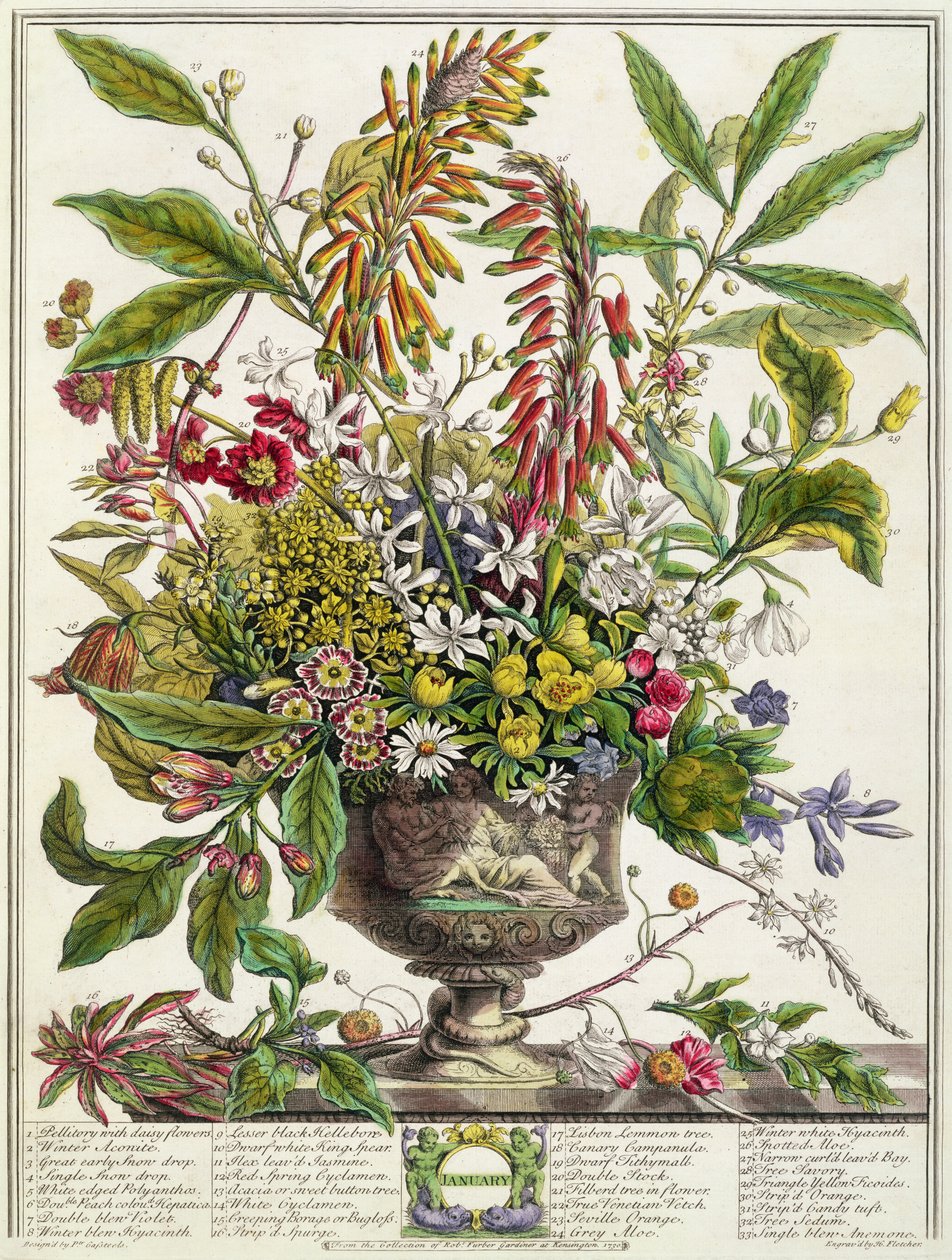January, from 'Twelve Months of Flowers', by Robert Furber, engraved by ...