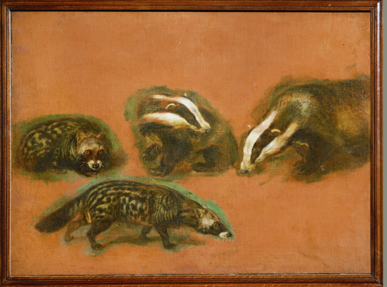 A civet-cat and a badger by Pieter or Peter Boel