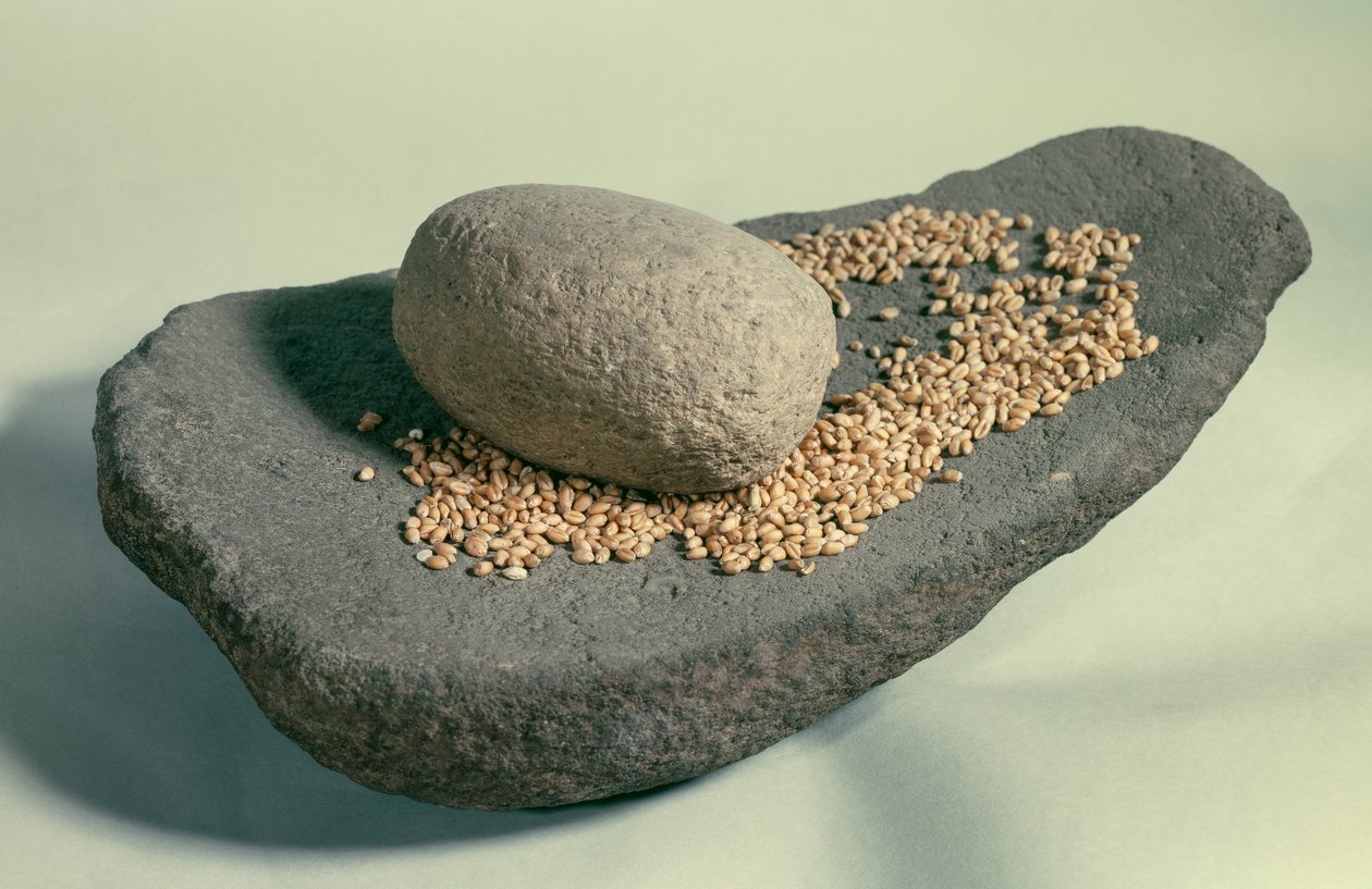 Prehistory: Dormant Wheel with Grains (Neolithic Period). France. Saint ...