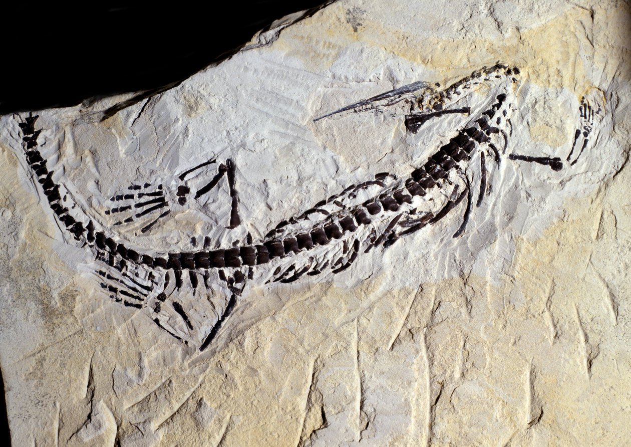 Prehistory: Mesosaurus fossil, Paleozoic era, Permian period. Found in ...