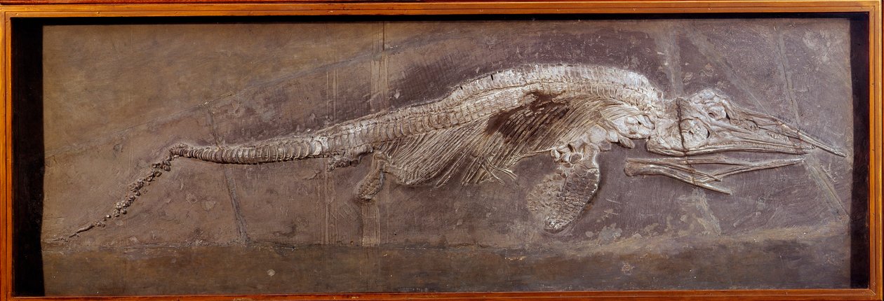 Fossil of Pareiasaur, prehistoric animal, Paris, natural history museum