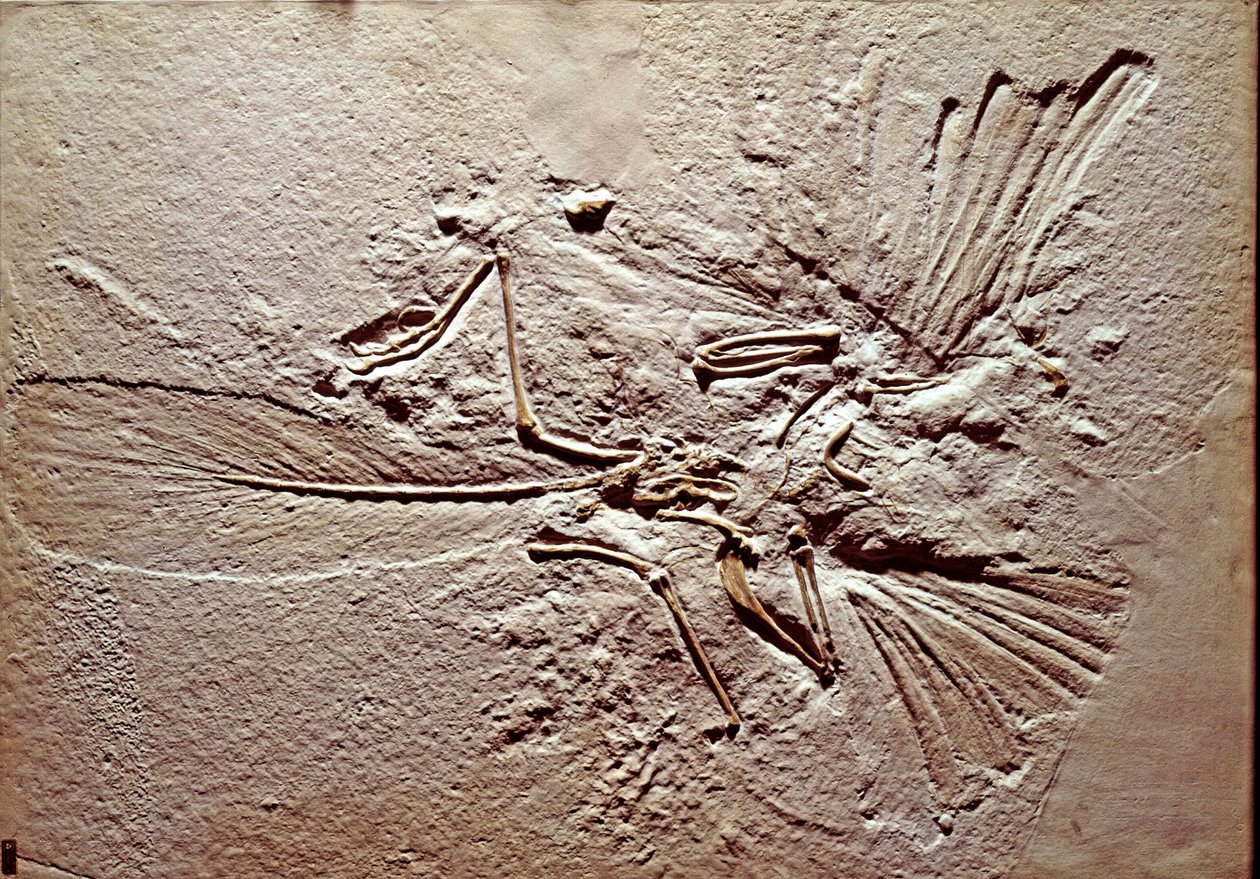 Prehistory: Fossil of the Bird Archaeopteryx