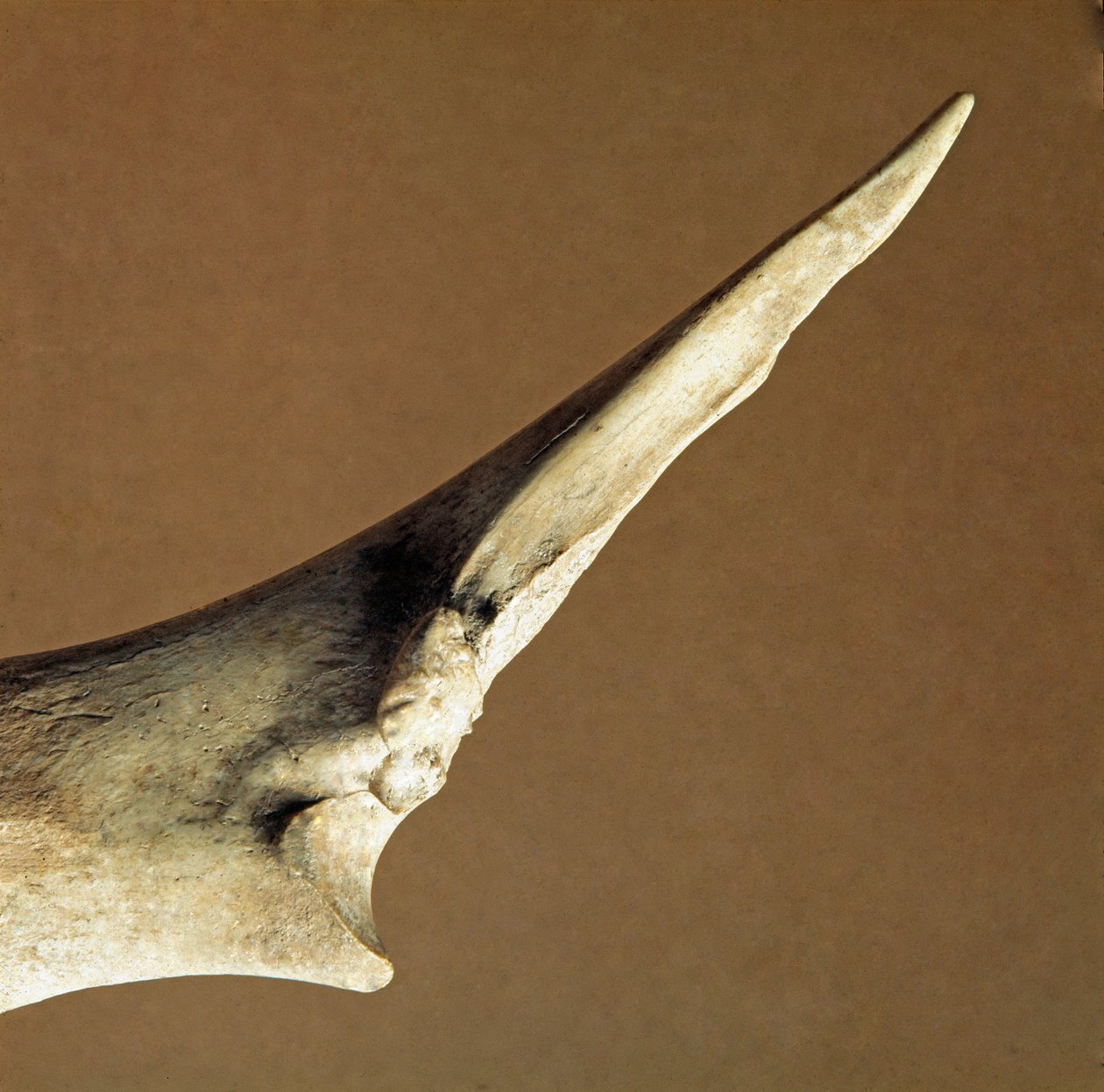 Prehistory: Knife Made of Beef Ulna from the Necropole of Arene Candide ...