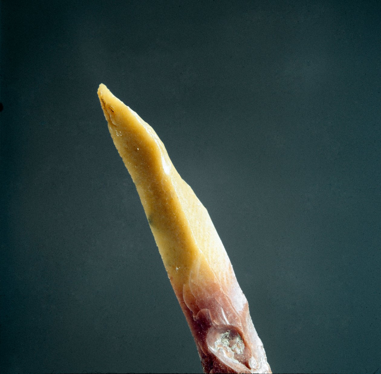 Tip of flint from the Necropole of Arene Candide, Liguria. Upper ...