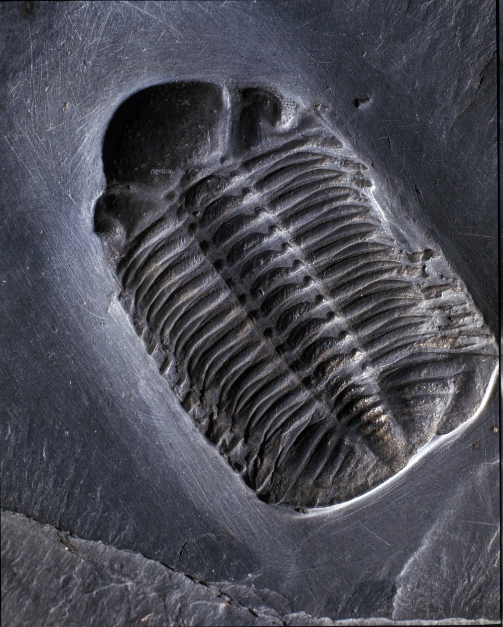 Trilobite Phacops Rana Fossil by Prehistoric Prehistoric