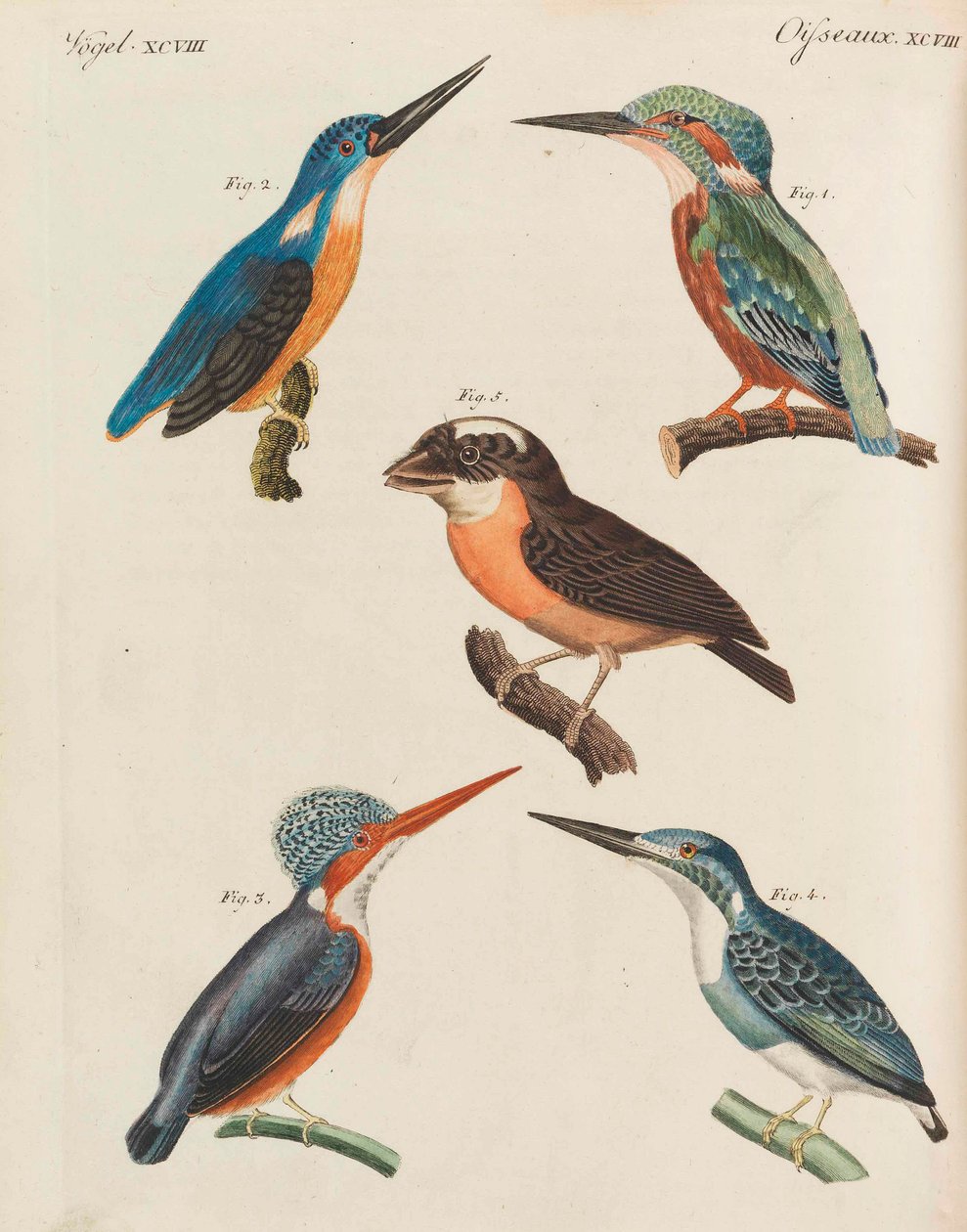 Children's Picture Book Children's encyclopaedia by Friedrich Johann ...