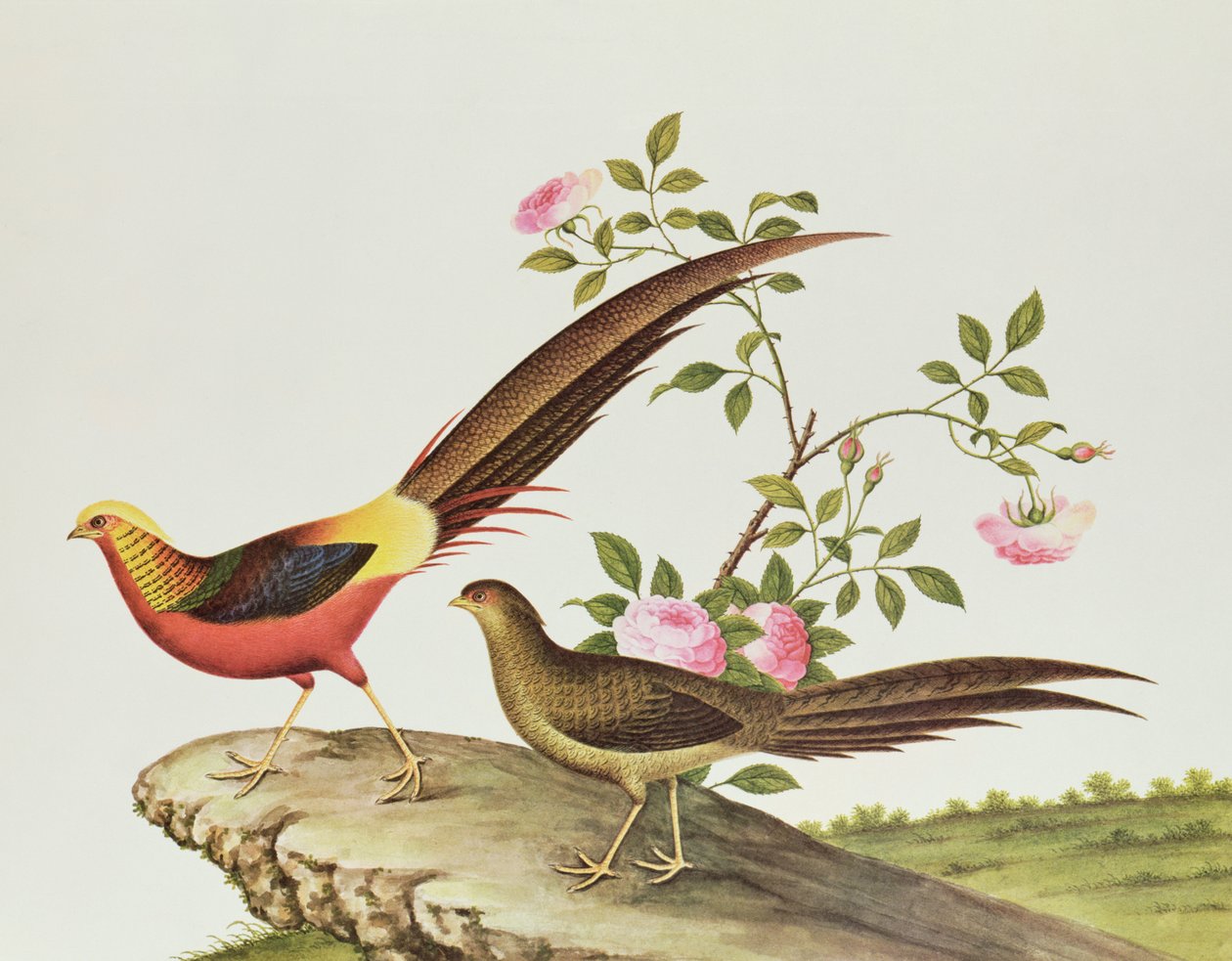 A golden pheasant, Ch'ien-lung period (1736-96)