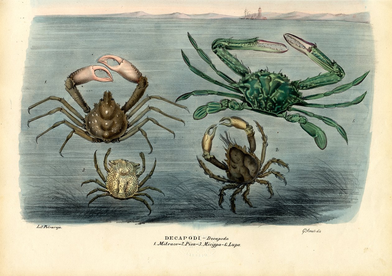 Crustaceans by Raimundo Petraroja: Buy fine art print