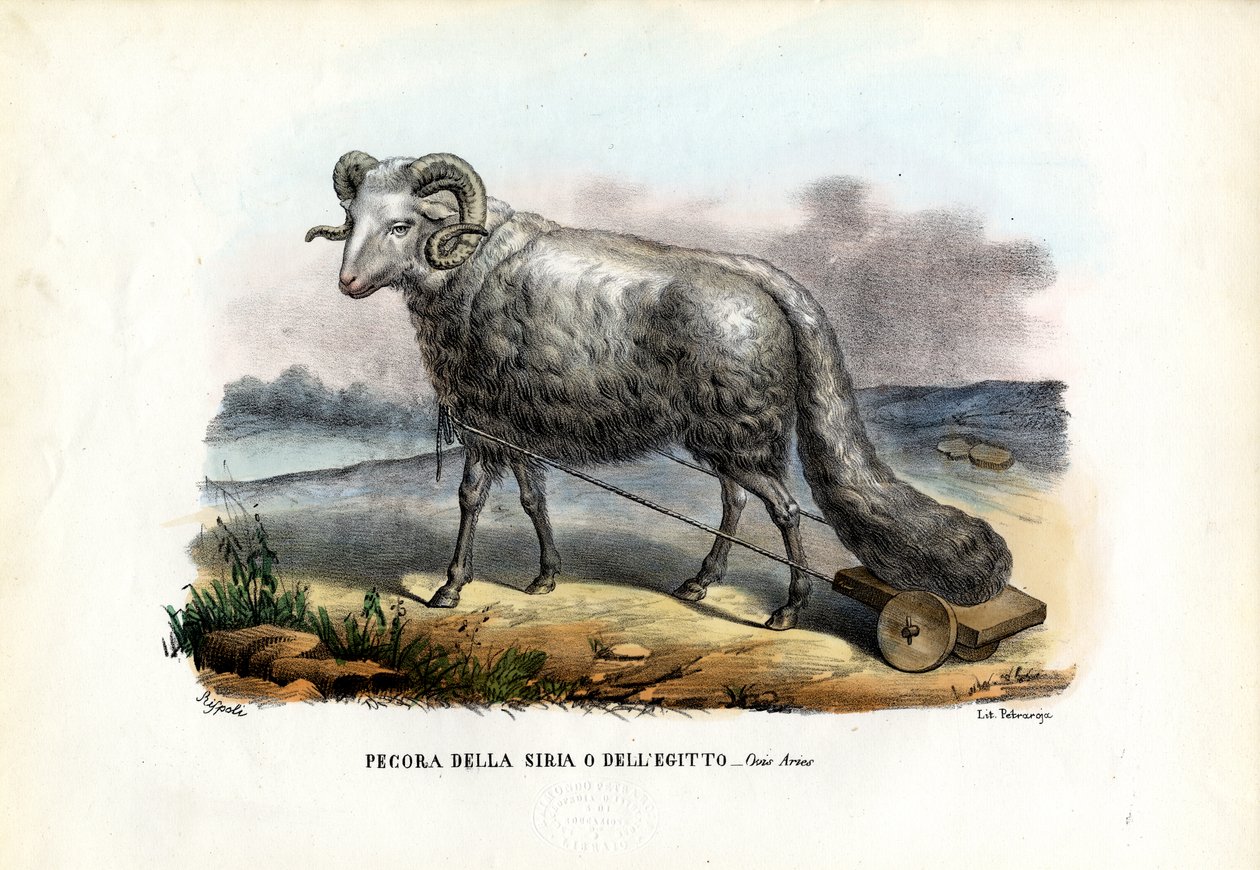 Fat-Tailed Sheep, 1863-79 by Raimundo Petraroja