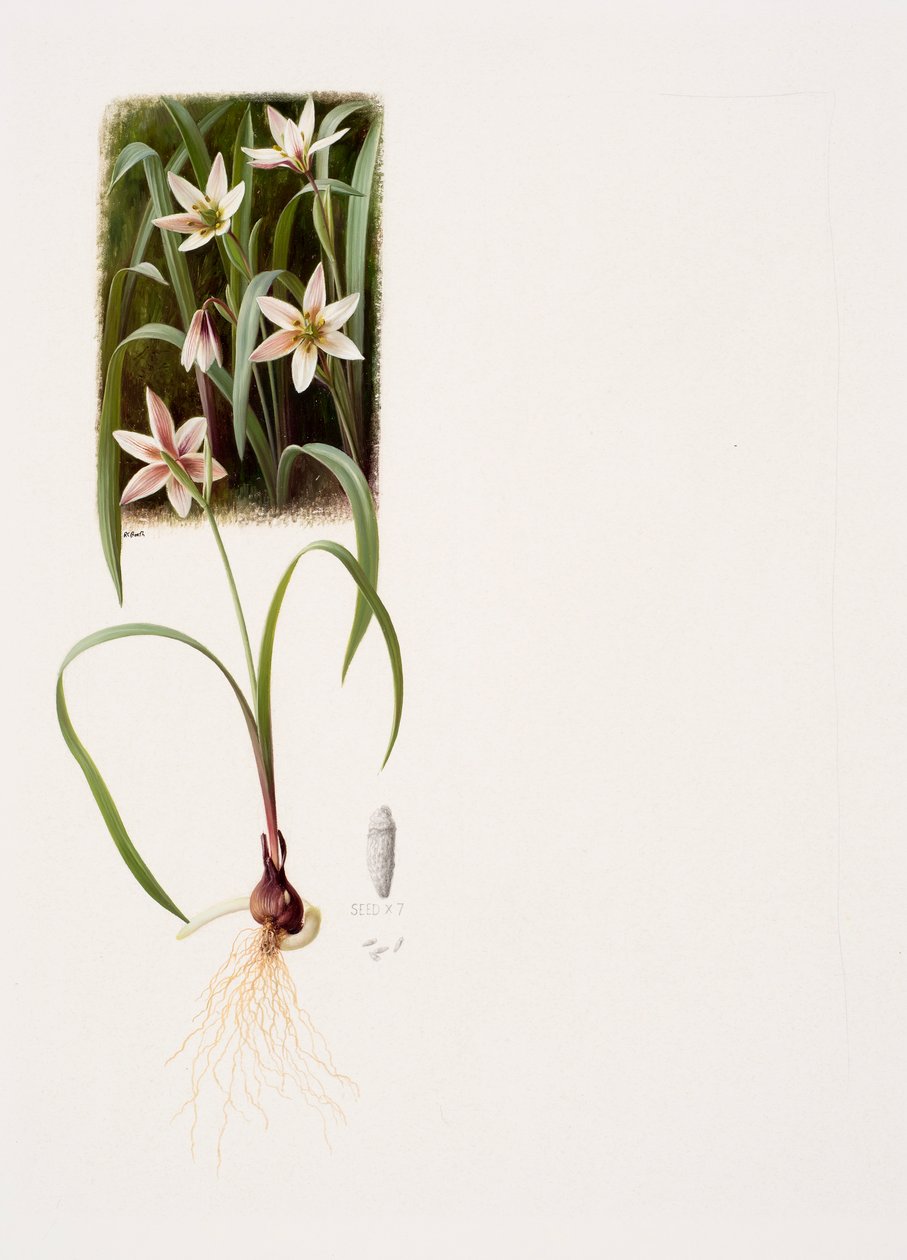 Amana edulis by Raymond Booth: Buy fine art print