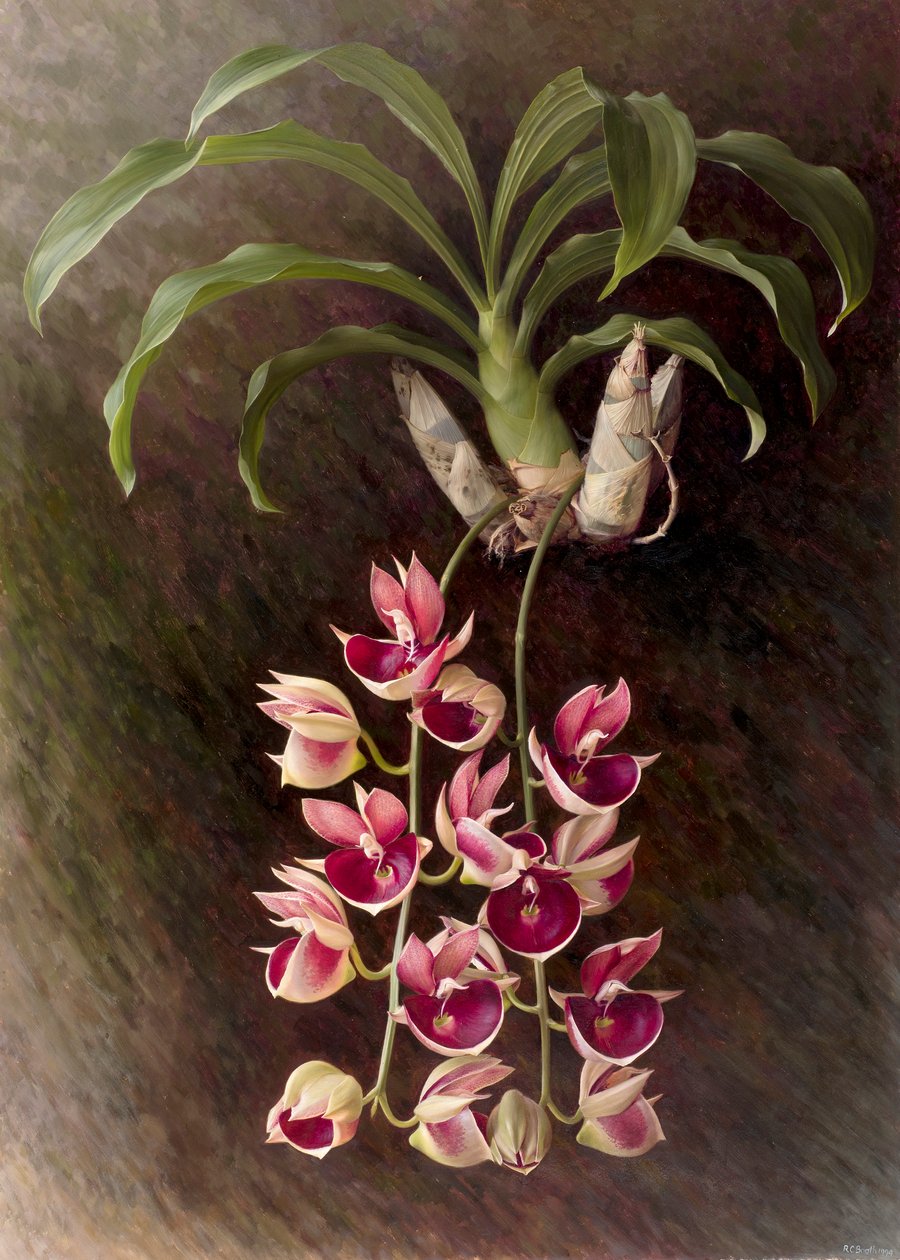 Catasetum pileatum 'Pierre Couret' by Raymond Booth