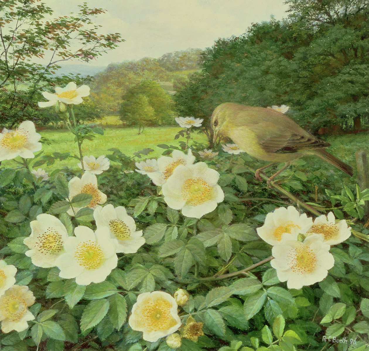 Field Rose and Willow Warbler by Raymond Booth