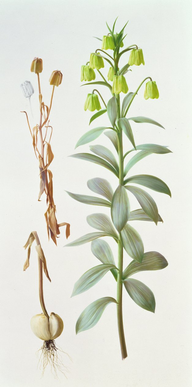Fritillaria Pallidiflora by Raymond Booth: Fine art print