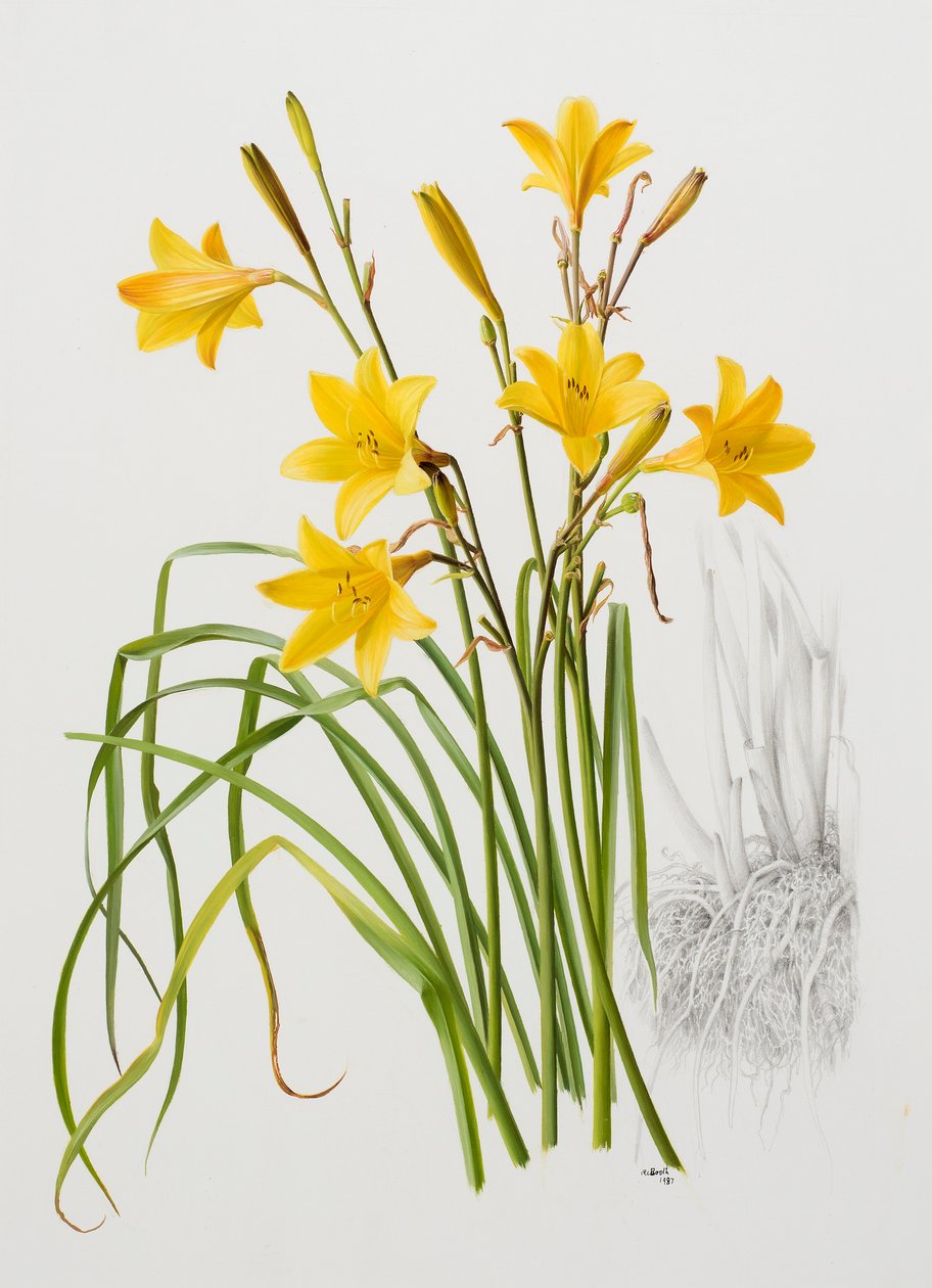 Hemerocallis dumortieri by Raymond Booth: Fine art print