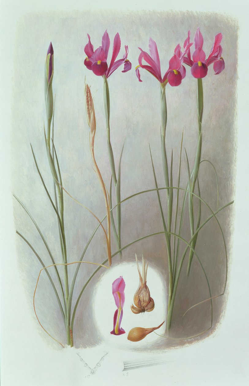 Iris Filifolia by Raymond Booth: Buy fine art print