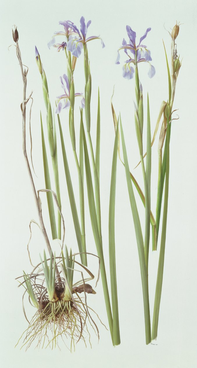 Iris Spuria by Raymond Booth: Premium art reproduction