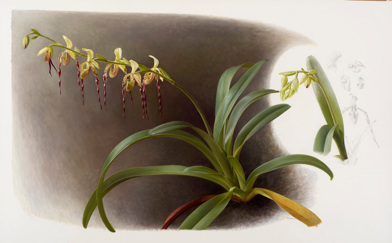 Orchids by Raymond Booth: Premium art reproduction