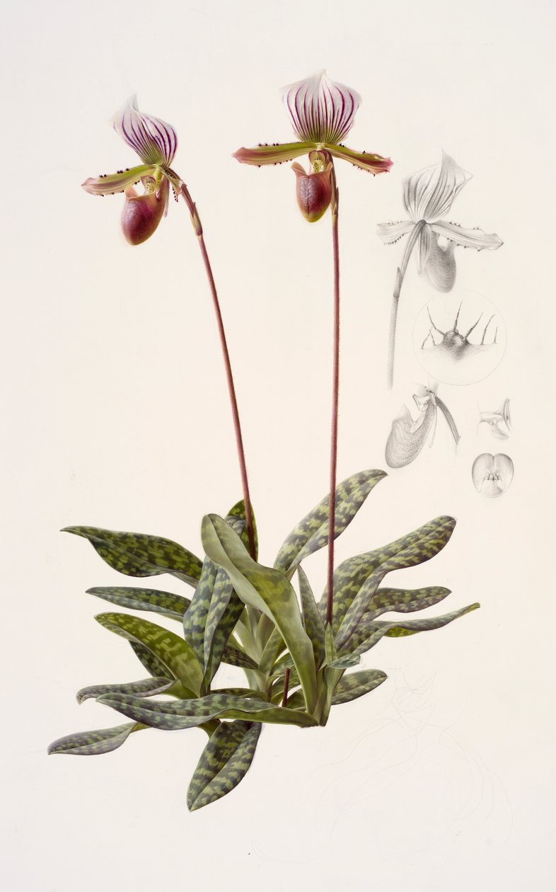 Paphiopedilum barbatum by Raymond Booth: Fine art print