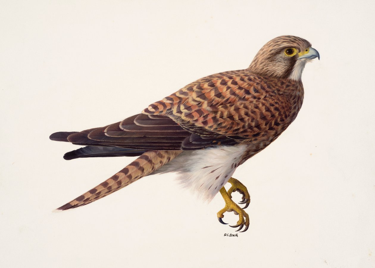 Study of a female kestrel by Raymond Booth: Fine art print