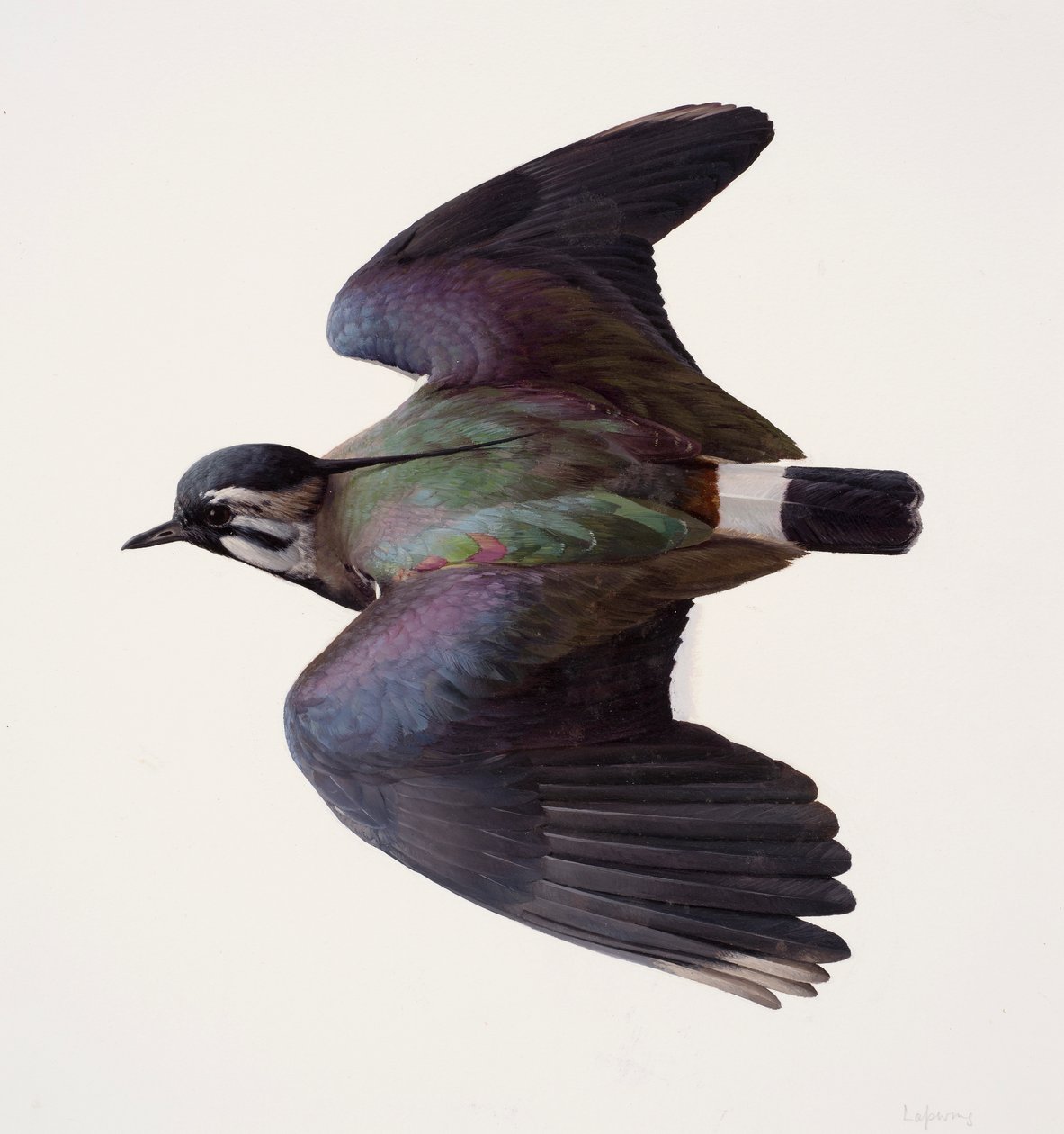 Study of a lapwing by Raymond Booth: Buy fine art print