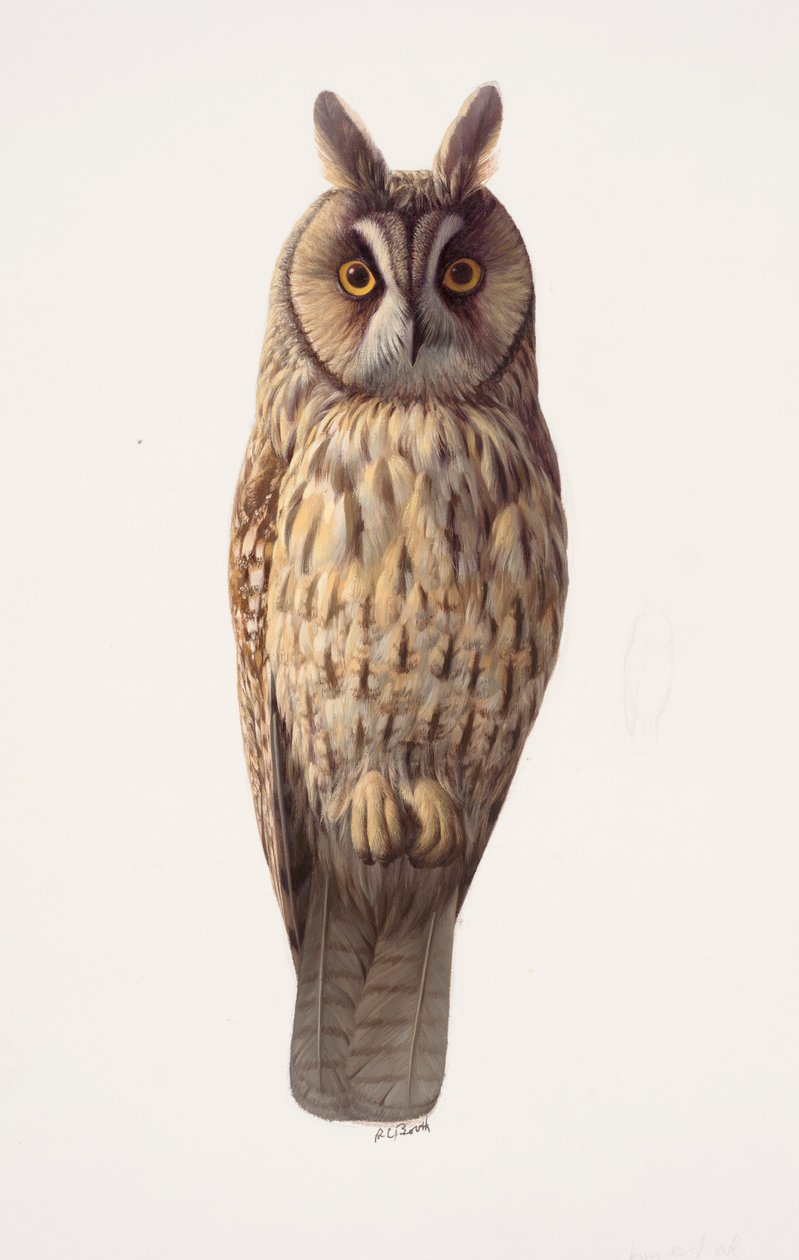 Study of a long-eared owl by Raymond Booth: Fine art print