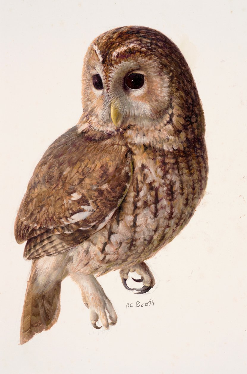 Study of a tawny owl by Raymond Booth: Buy fine art print