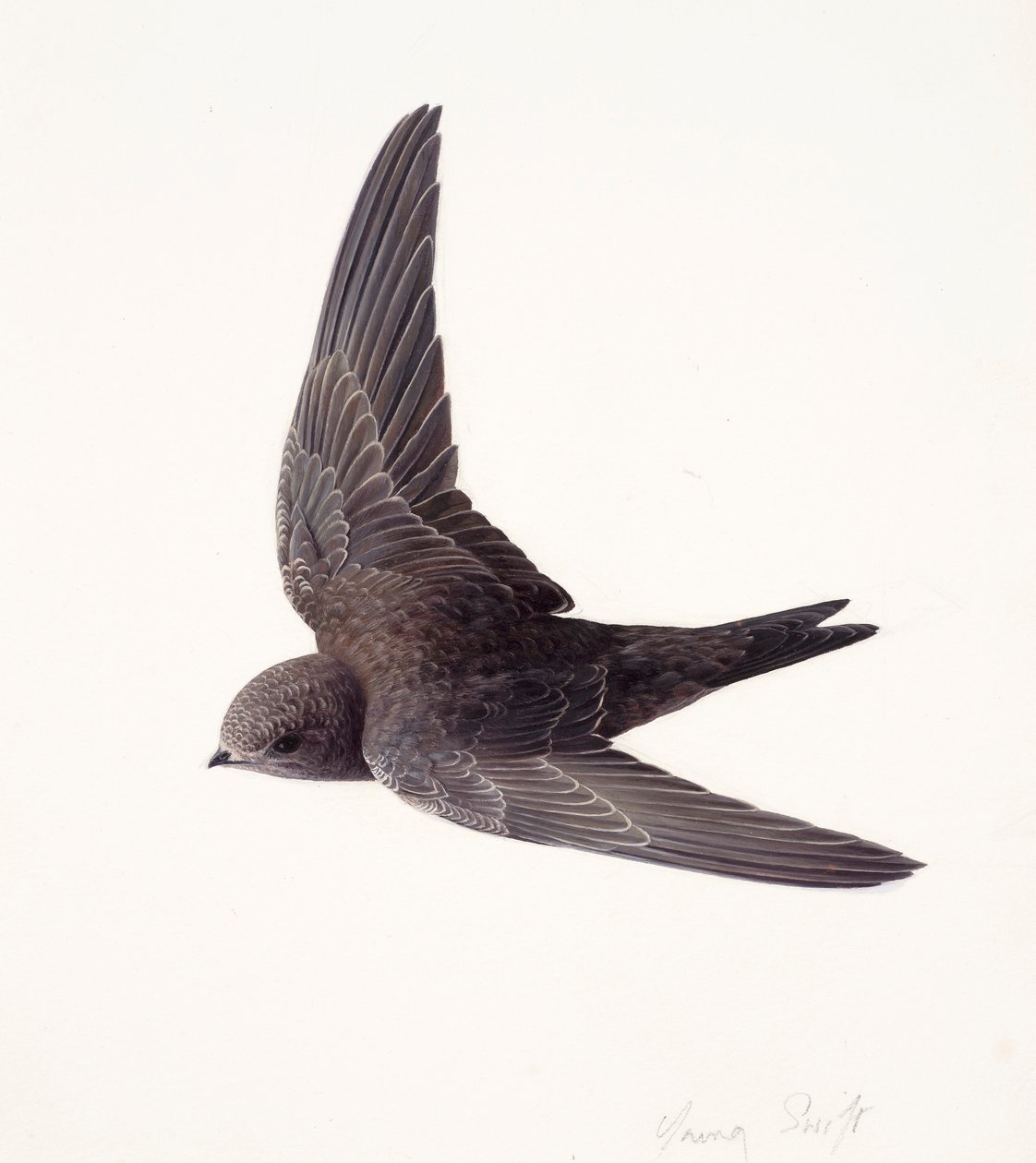 Study of a young swift in flight by Raymond Booth