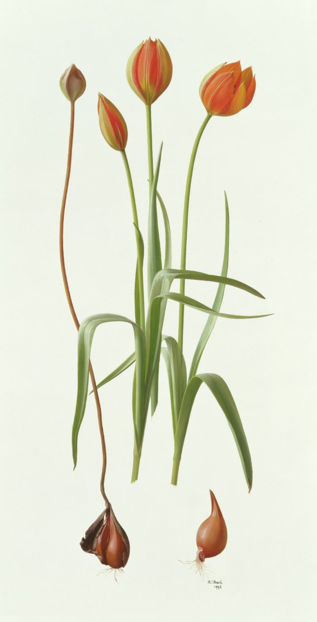 Tulipa Whittallii by Raymond Booth: Buy fine art print