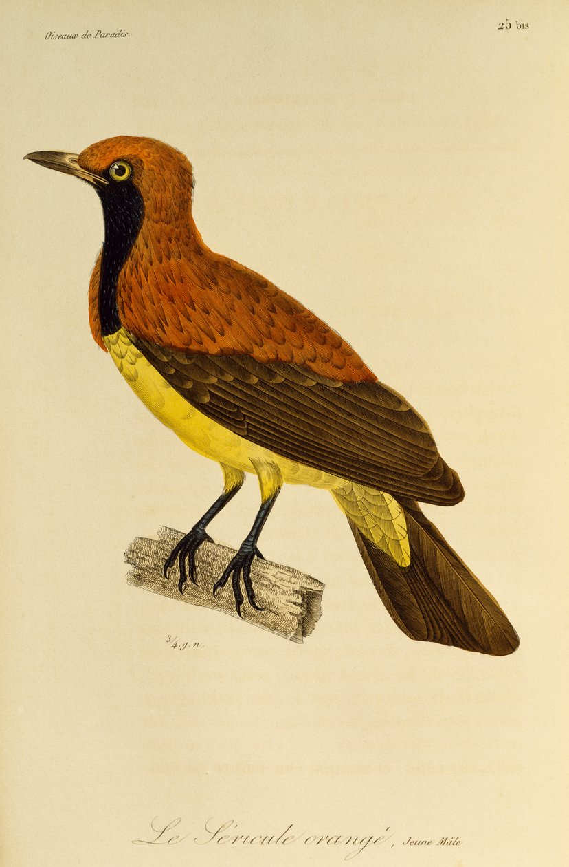 Young Male of Masked Bowerbird (Sericulus aureus), engraving from ...
