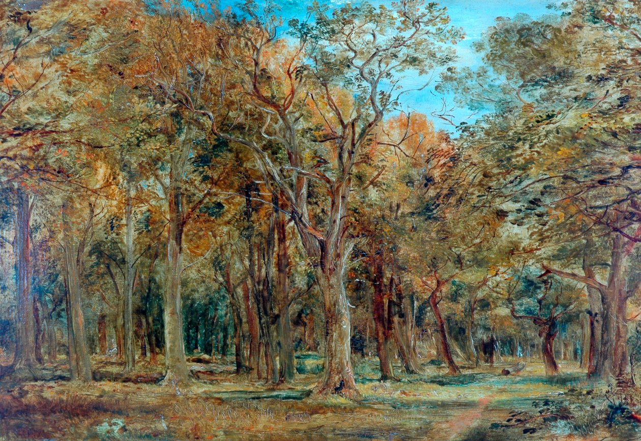 Sherwood Forest by Richard Sebastian Bond: Fine art print