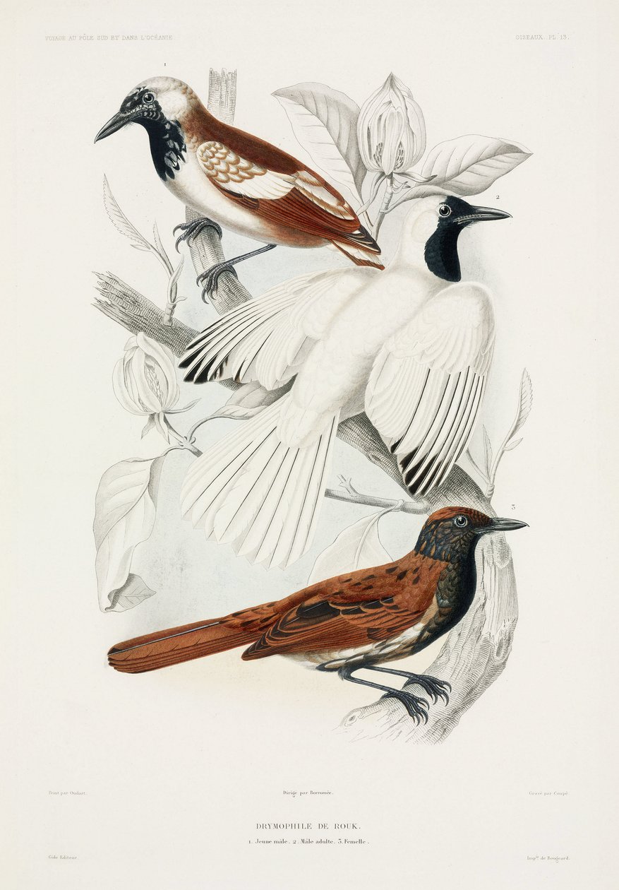Antbirds by John Pardon: Highest-quality art reproduction