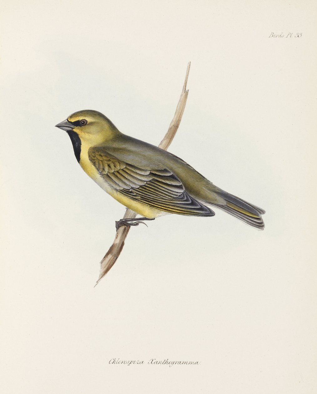 Finch by John Pardon: Highest-quality art reproduction