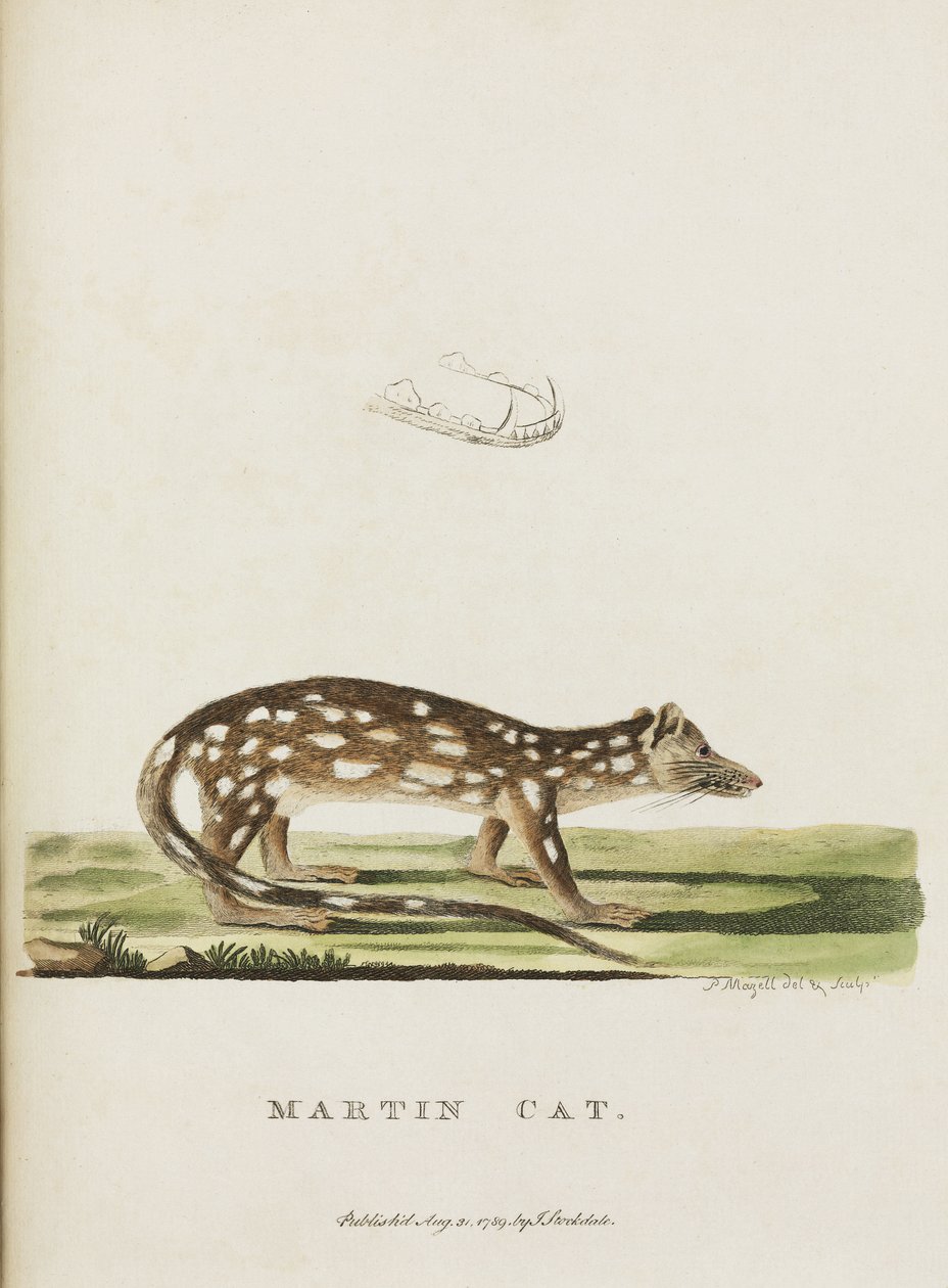 Martin Cat, Australia, c 1788 by John Pardon