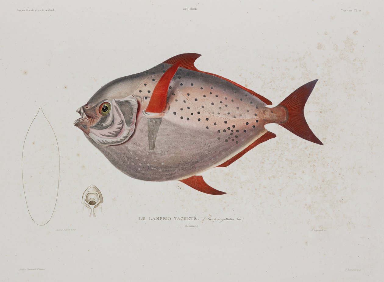 Moon-fish, Iceland, early 19th century by John Pardon