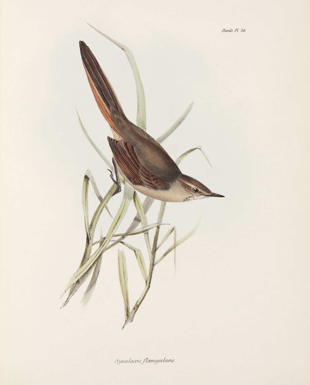 Spinetail, South America by John Pardon: Fine art print