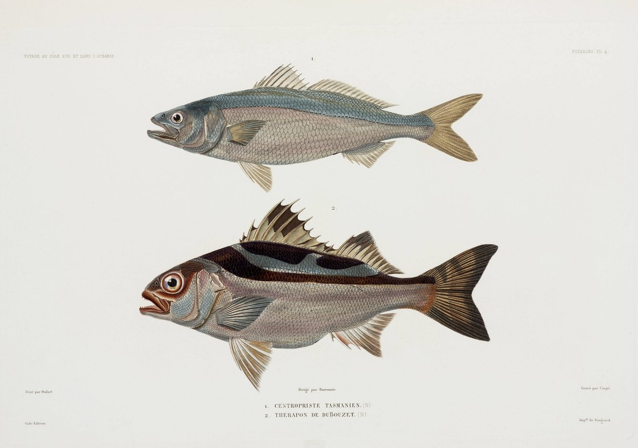 Two types of fish by John Pardon: Premium art reproduction