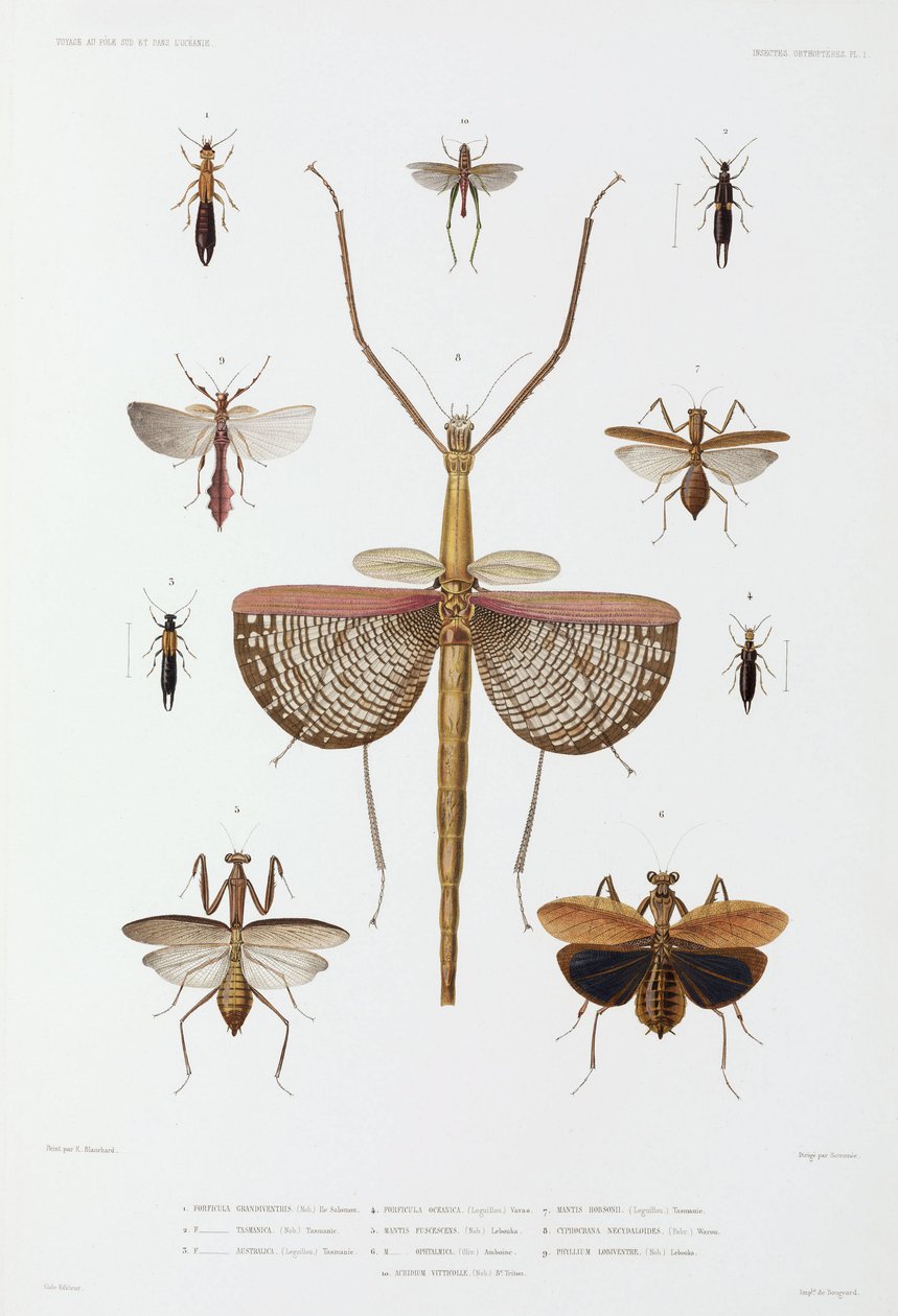 Types of insect, Australia, Solomon Islands and Indonesia