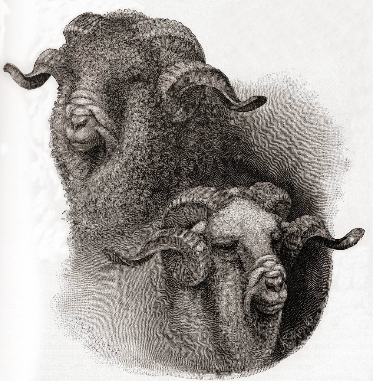 Head of Merino Ram Compared Before and After Shearing