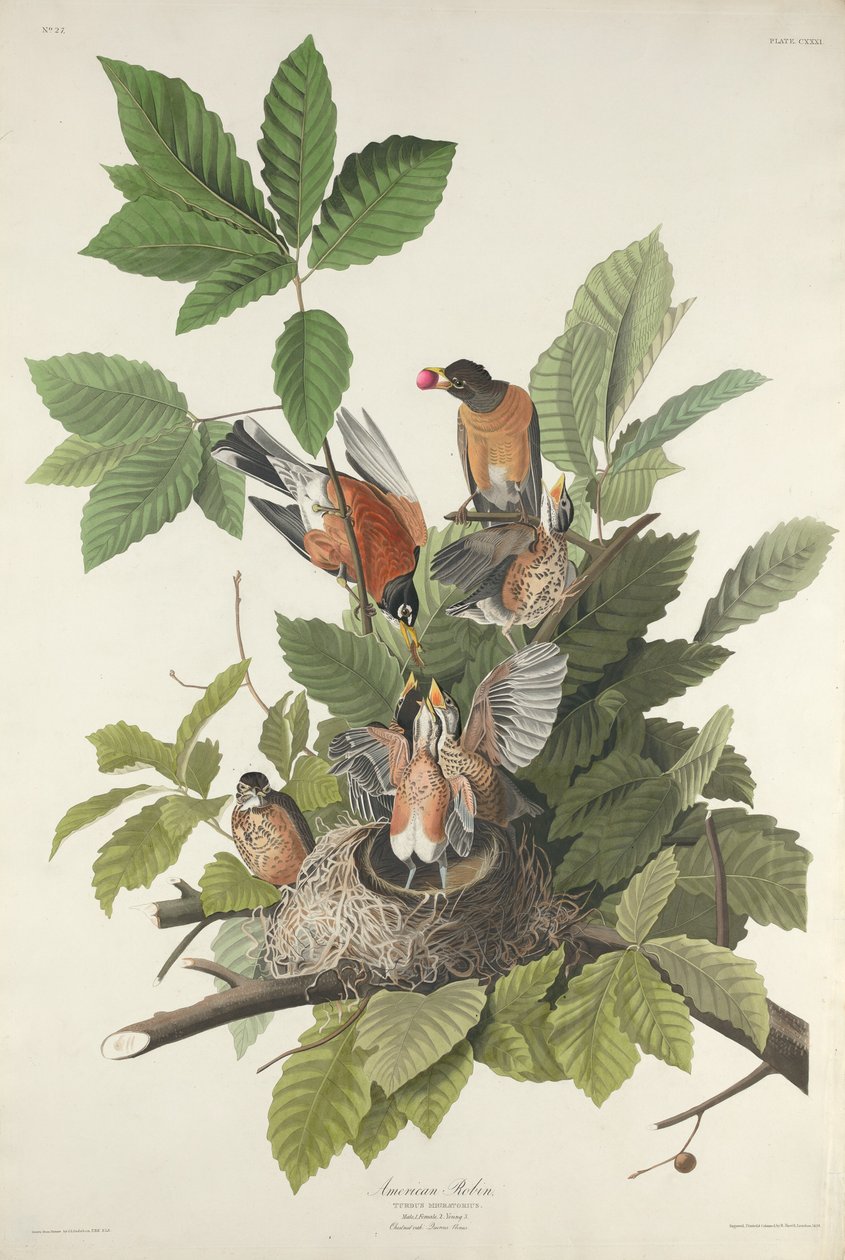 American Robin, 1832 by Robert Havell: Buy fine art print