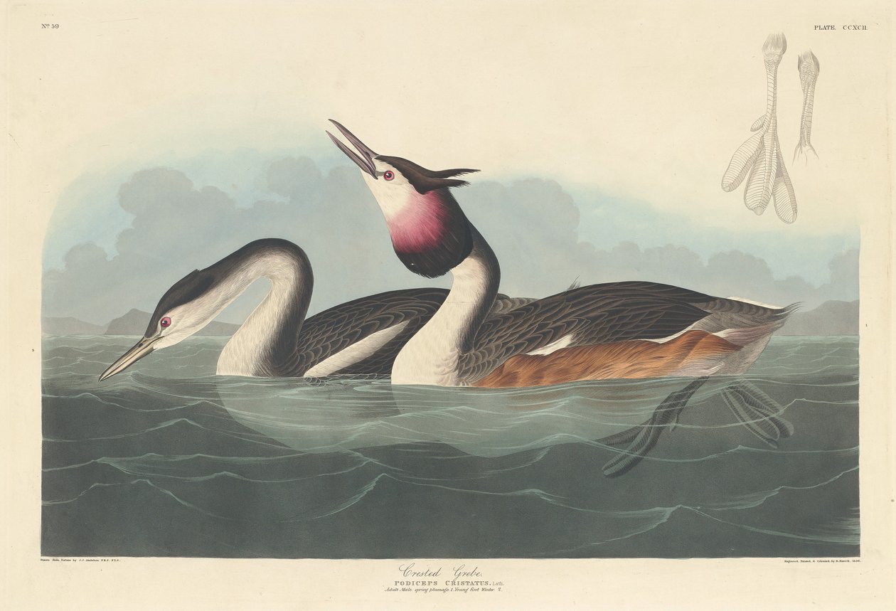 Crested Grebe, 1836. by Robert Havell: Buy fine art print