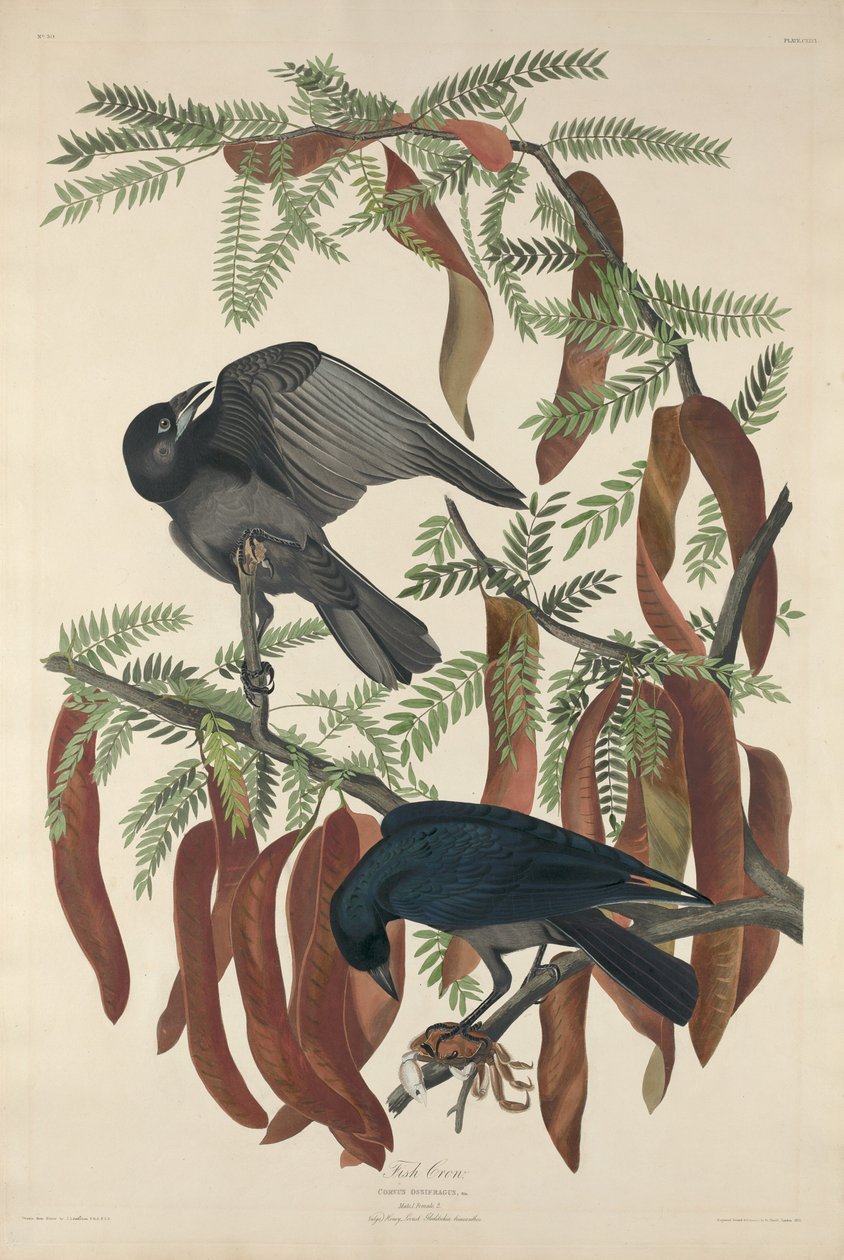 Fish Crow by Robert Havell: Highest-quality art reproduction