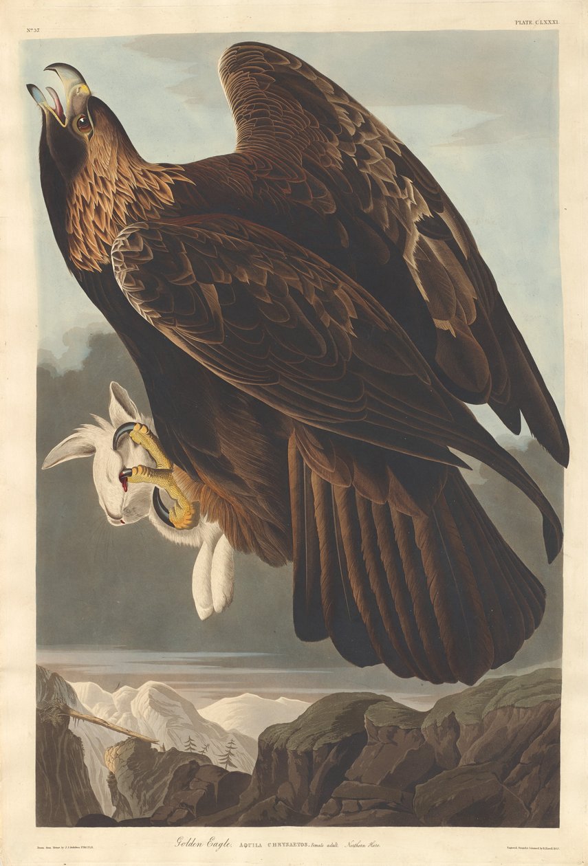 Golden Eagle by Robert Havell: Buy fine art print