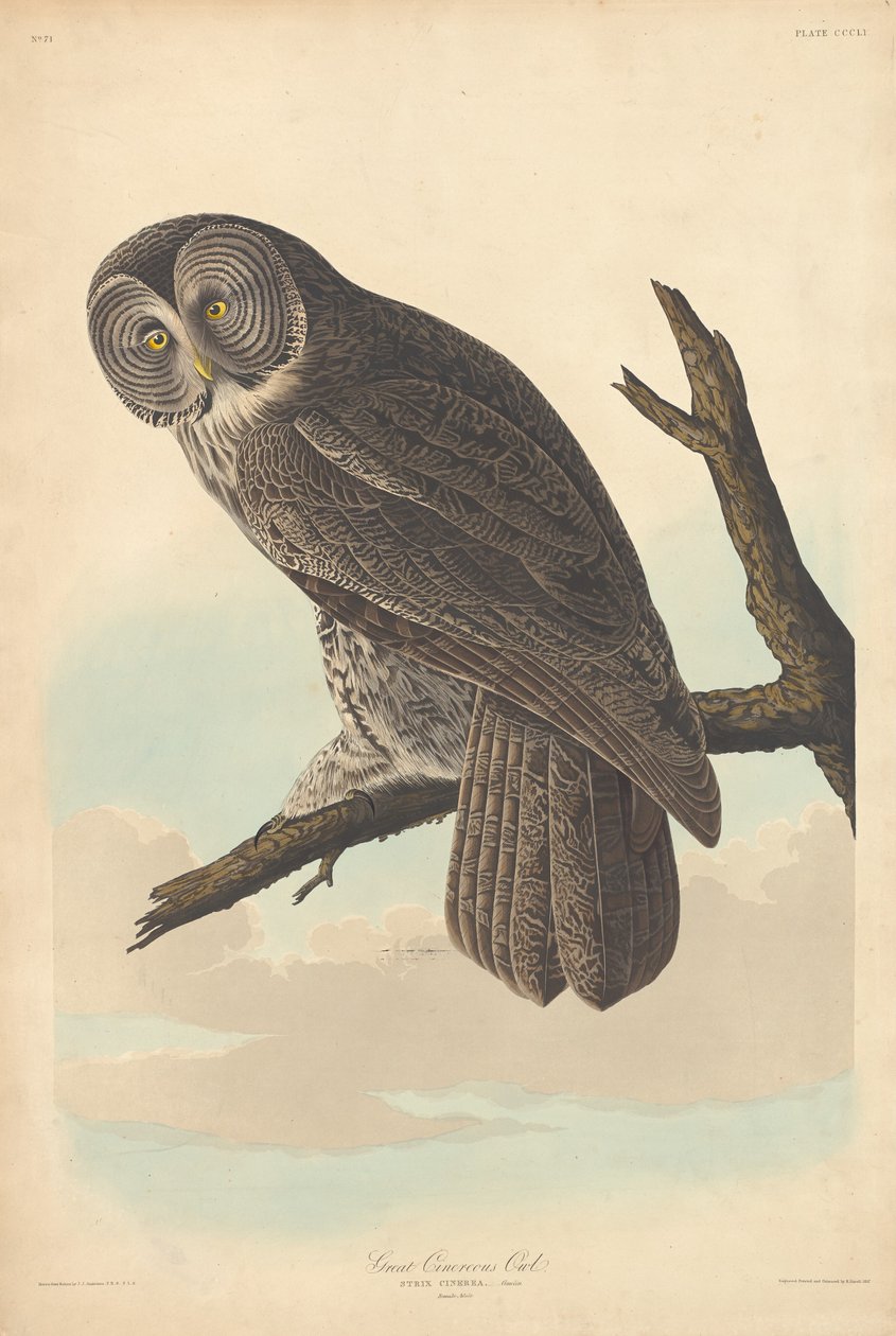 Great Cinereous Owl, 1837 by Robert Havell: Fine art print